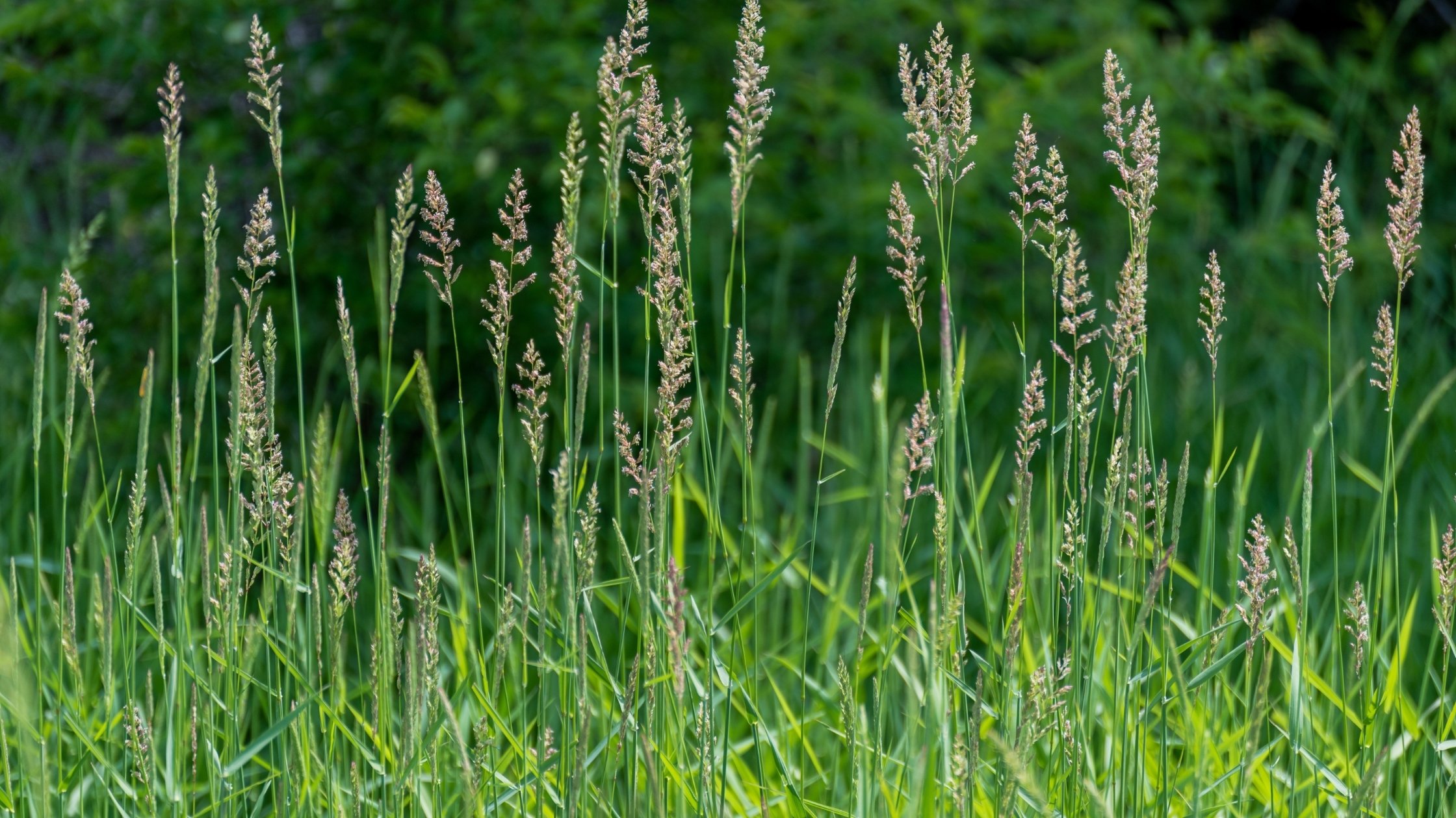 Grass Isn't Just for Lawns: Why Native Grasses are Your Garden's Unsung Heroes
